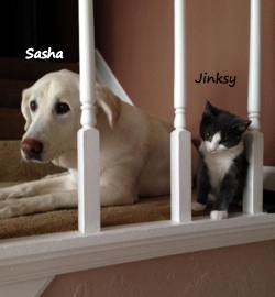 Sasha and Jinksy - Parma Animal Shelter
