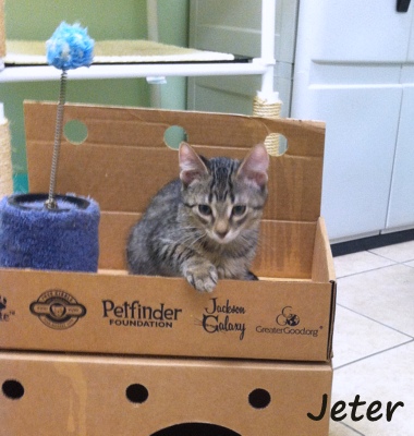Jeter - Parma Animal Shelter