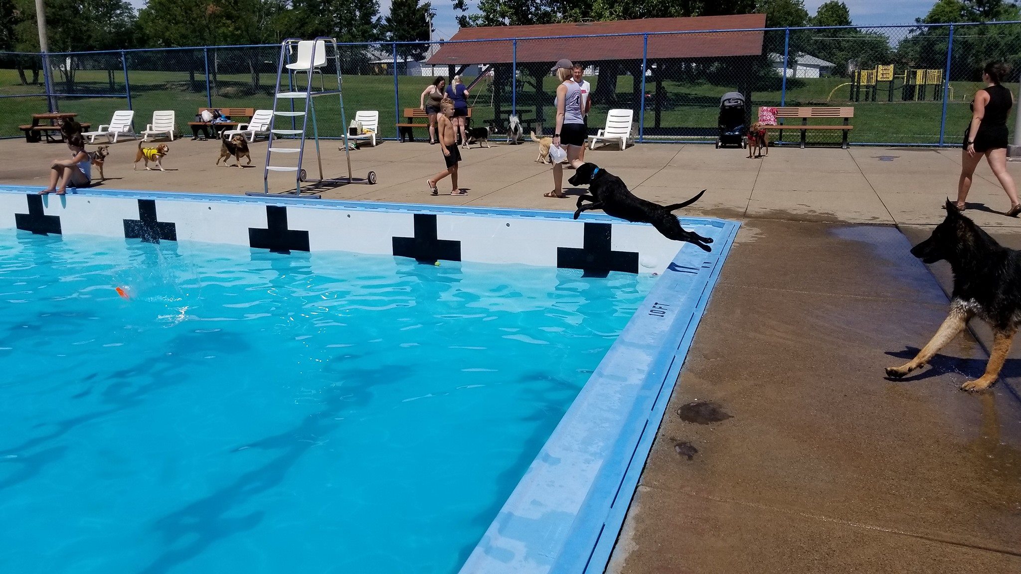 A Big Thanks to All Our Doggie Swim Participants! - Parma Animal Shelter