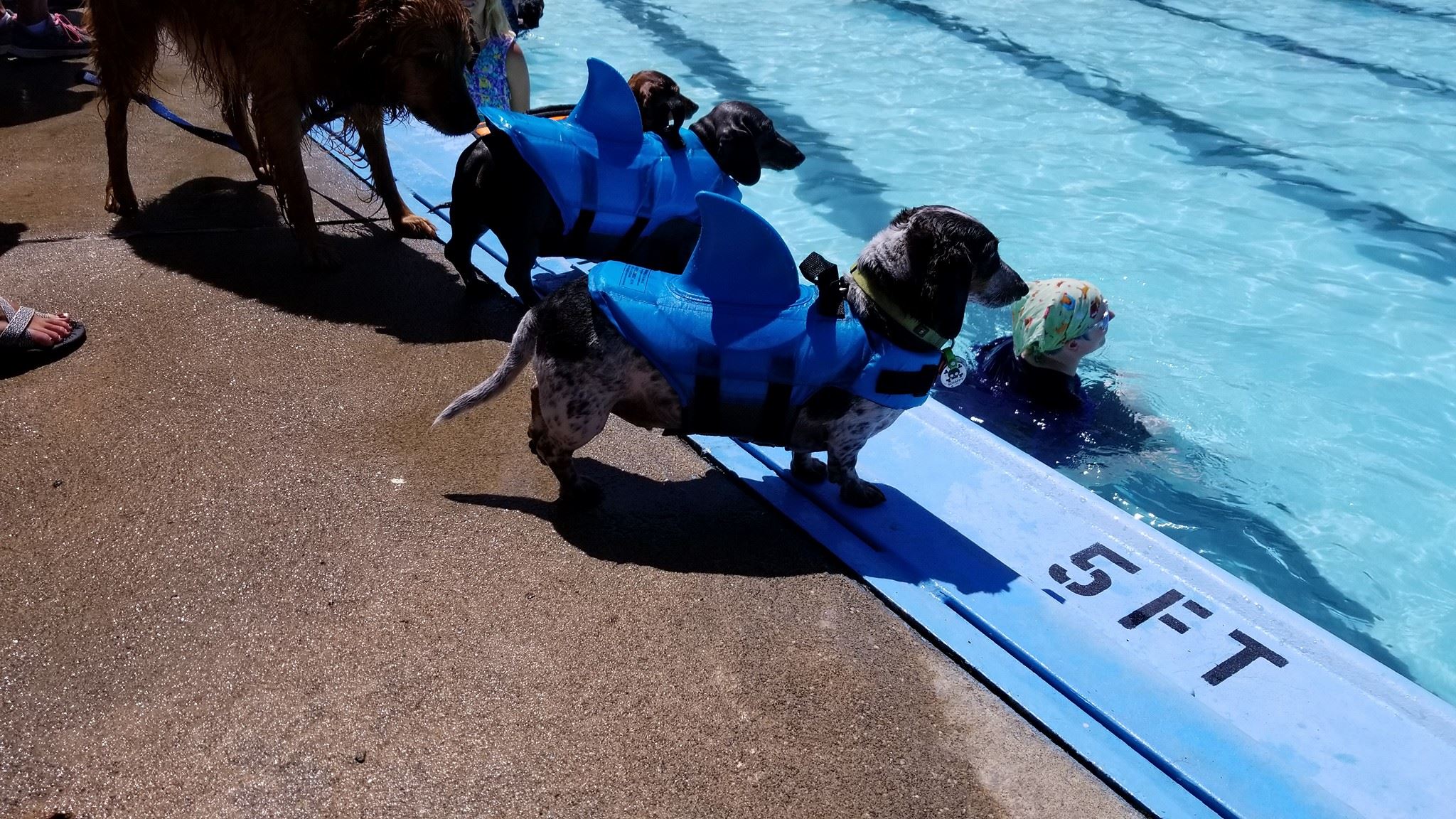 A Big Thanks to All Our Doggie Swim Participants! - Parma Animal Shelter